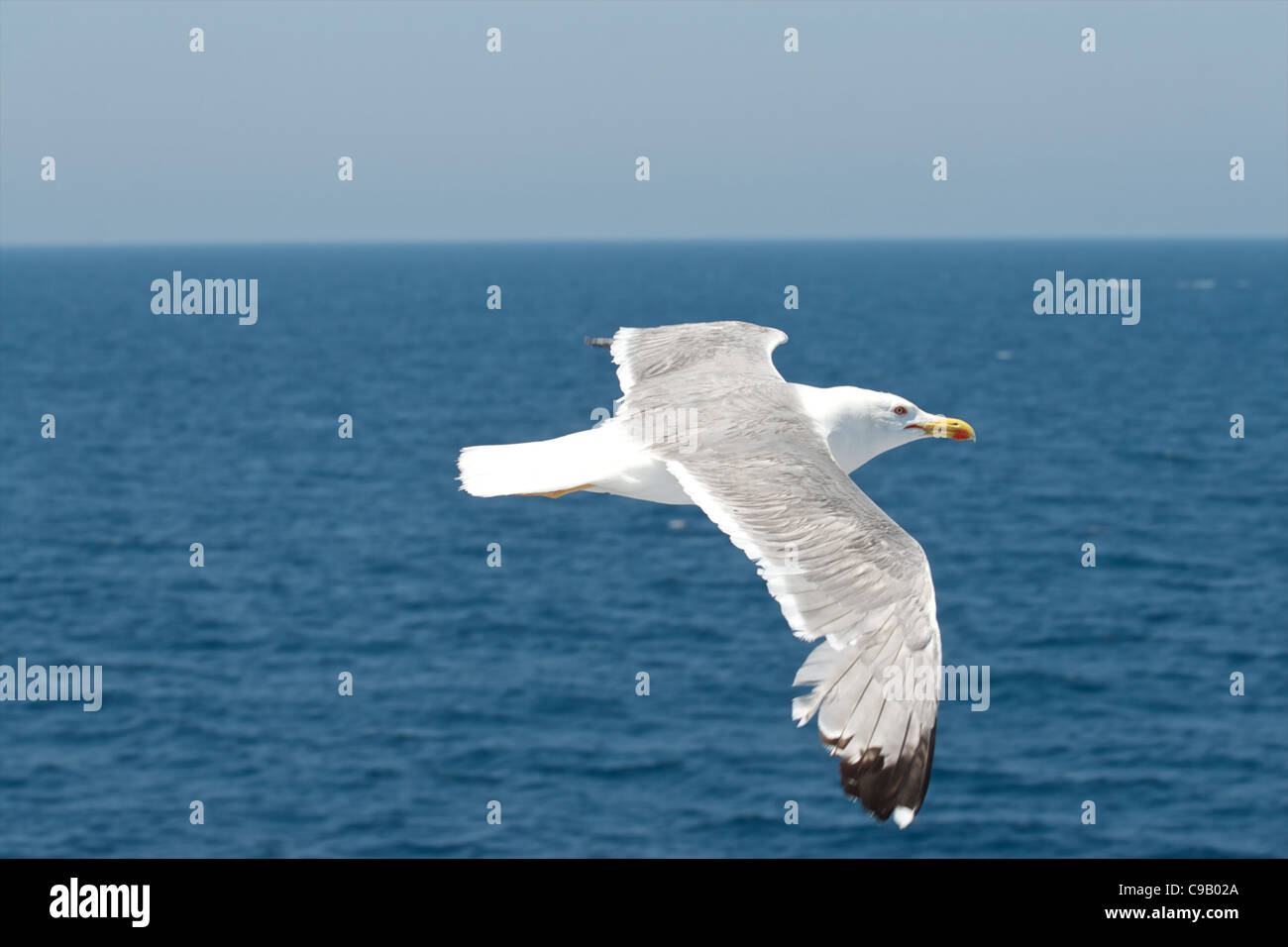 gull in Tuscany sea,Italy Stock Photo - Alamy