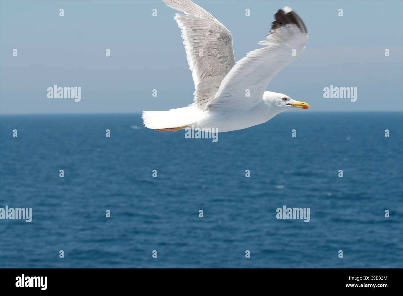 gull in Tuscany sea,Italy Stock Photo - Alamy