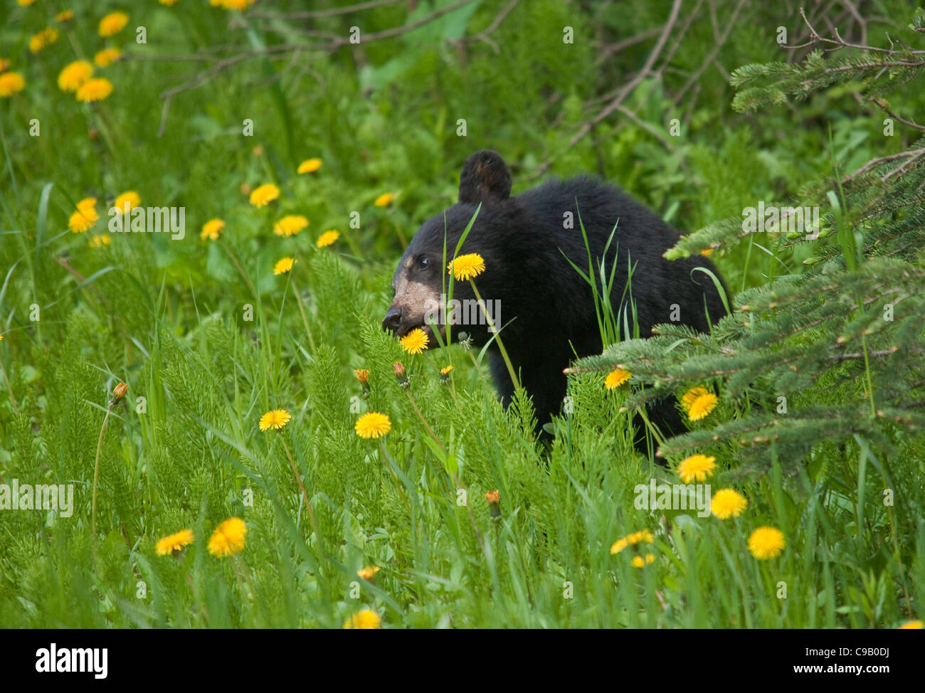 Black bear cub eating hi-res stock photography and images - Alamy
