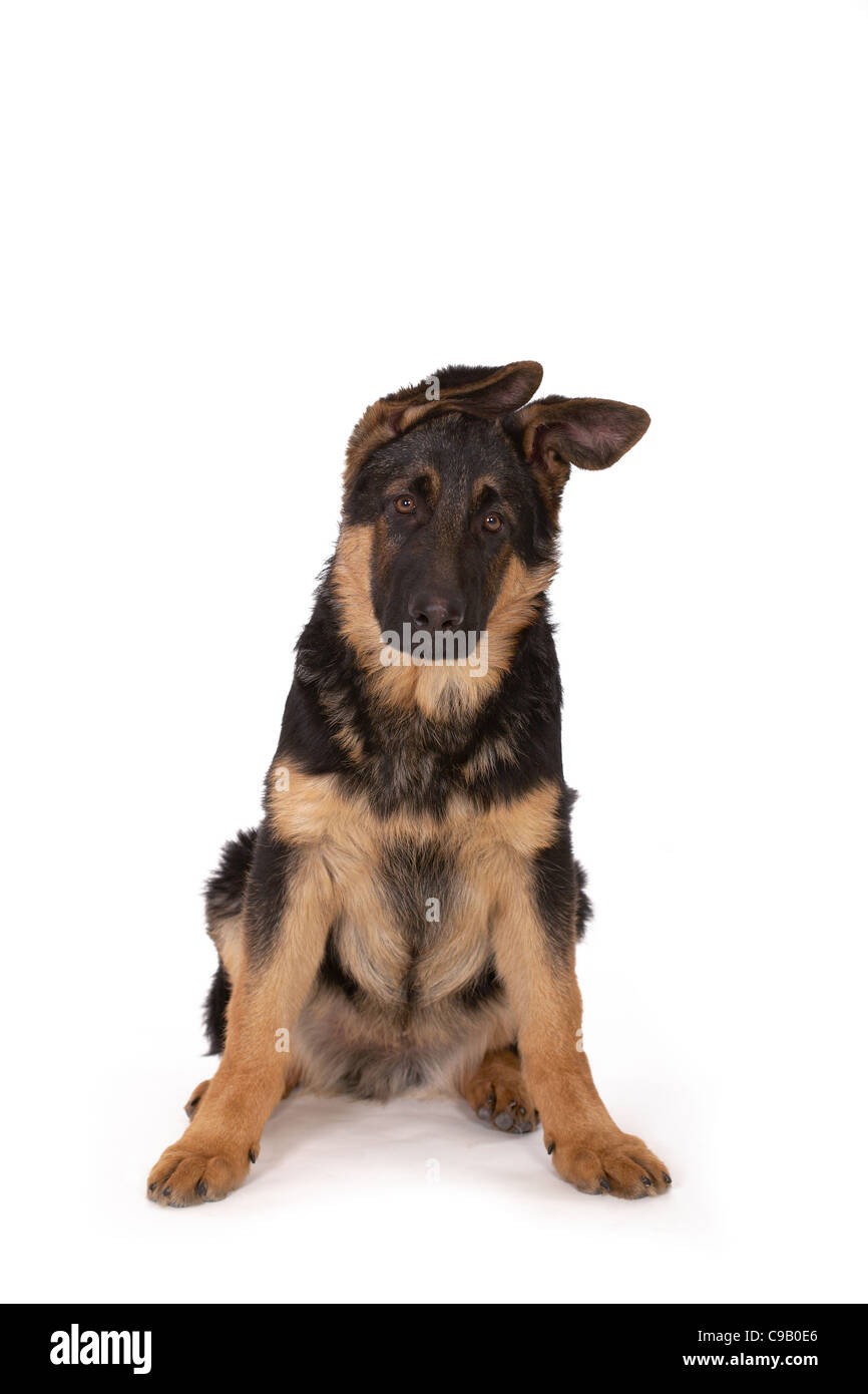 Puppy of the German sheep-dog on a white background Stock Photo - Alamy