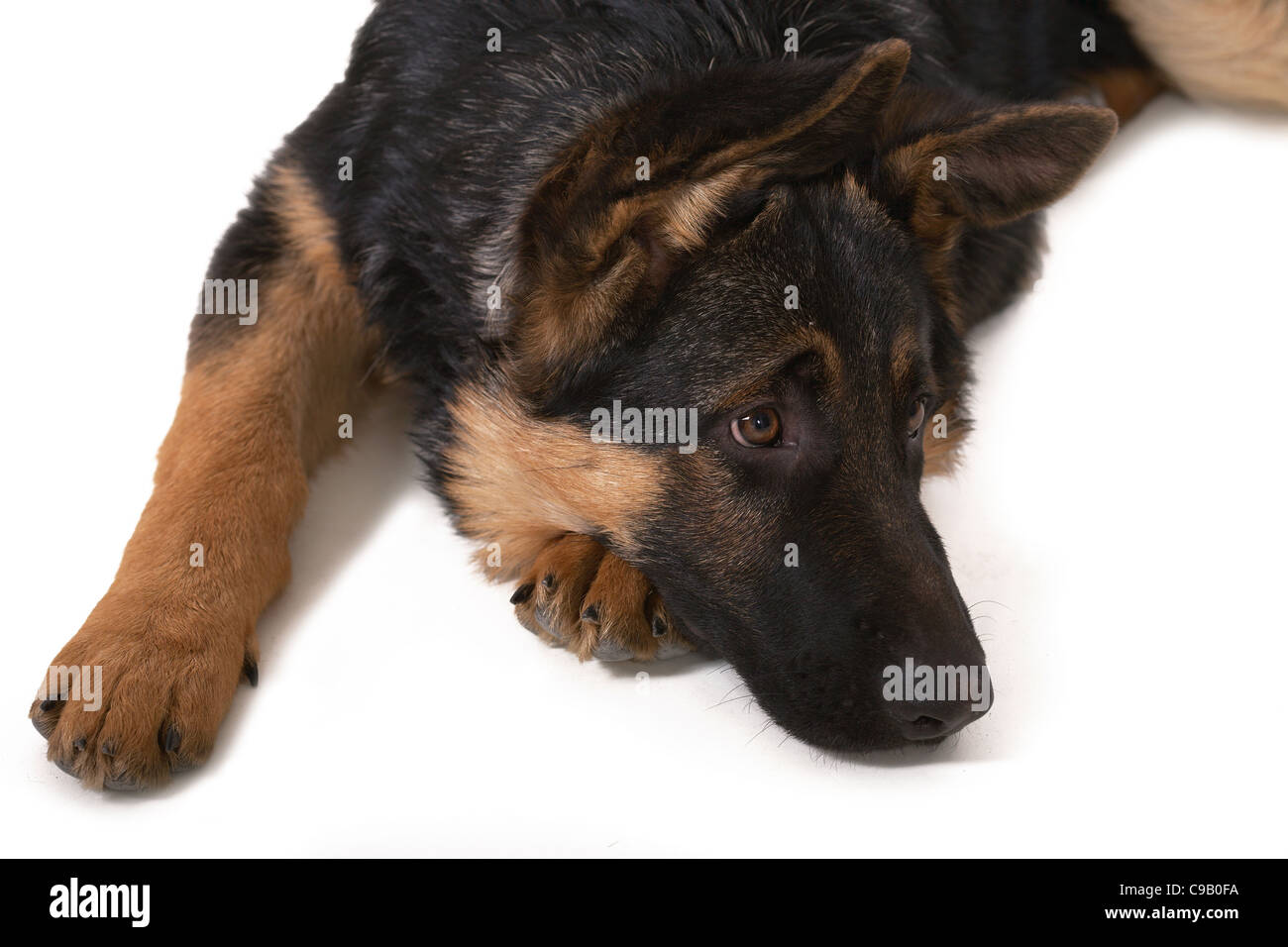Puppy of the German sheep-dog on a white background Stock Photo - Alamy