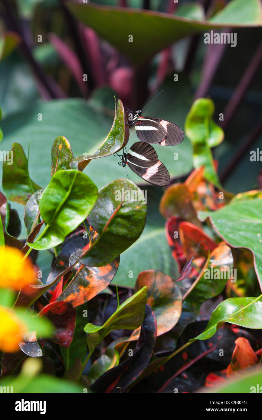Two Postman butterflies (Heliconius melpomene) mating at the Franklin ...