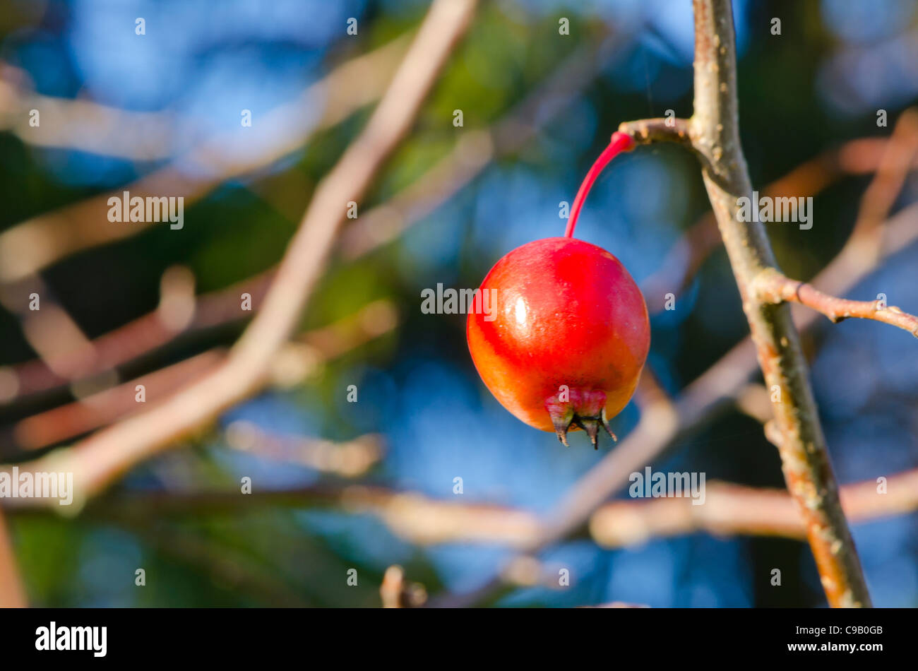 Poor tree growth hi-res stock photography and images - Alamy