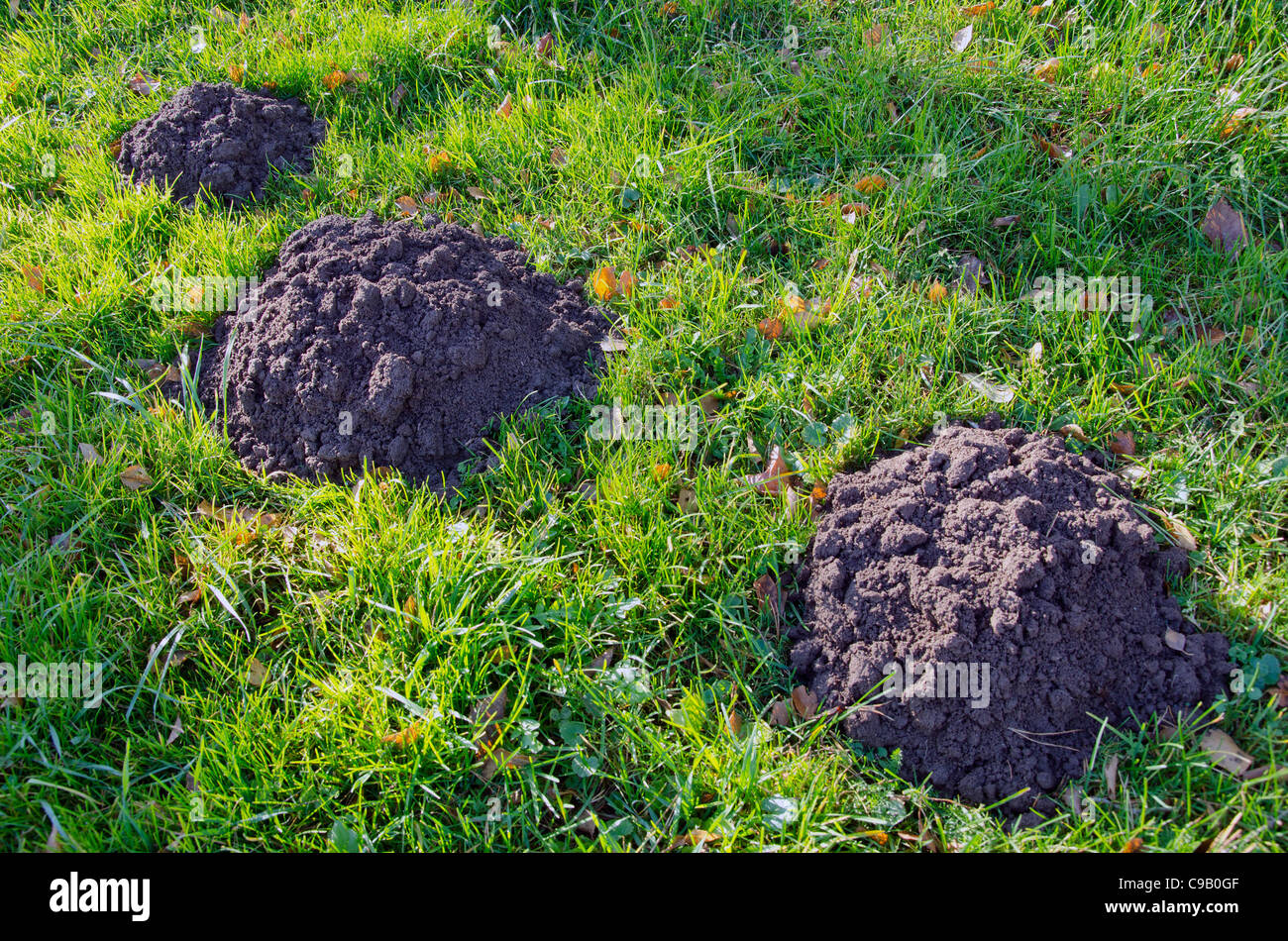 Moles dig mole-hills in meadow. Parasitic animals digging ground Stock ...