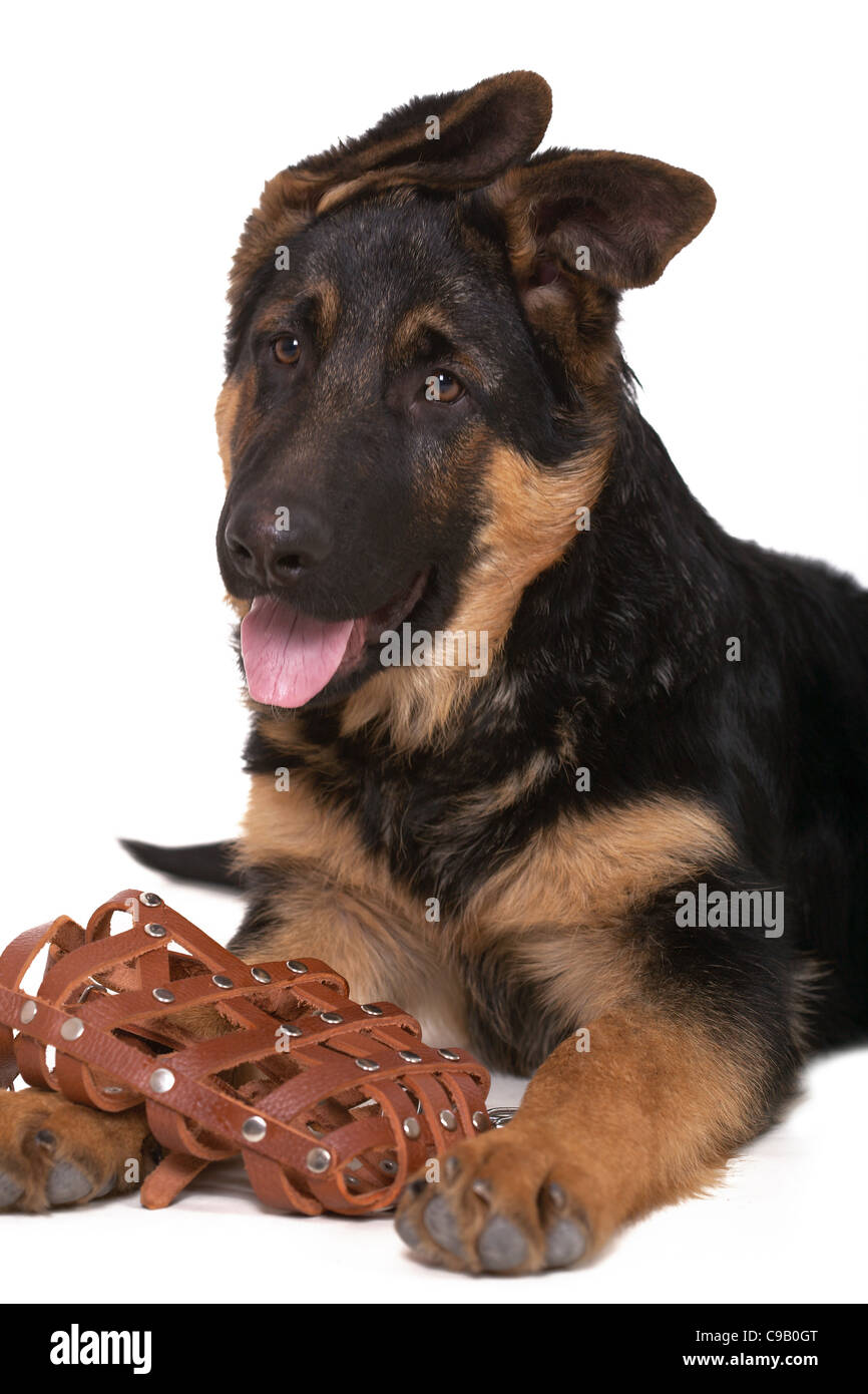 Puppy of the German sheep-dog on a white background Stock Photo - Alamy