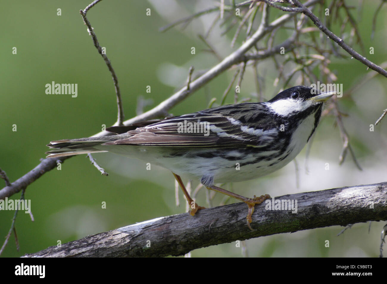 Blackpoll Warbler High Resolution Stock Photography and Images - Alamy