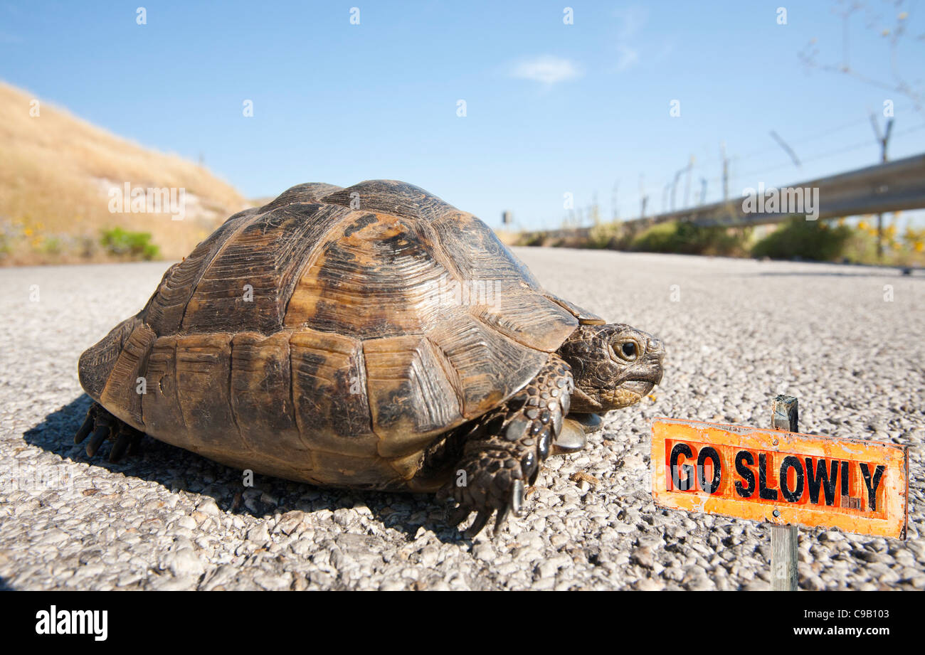 Tortoise crossing road sign High Resolution Stock Photography and ...