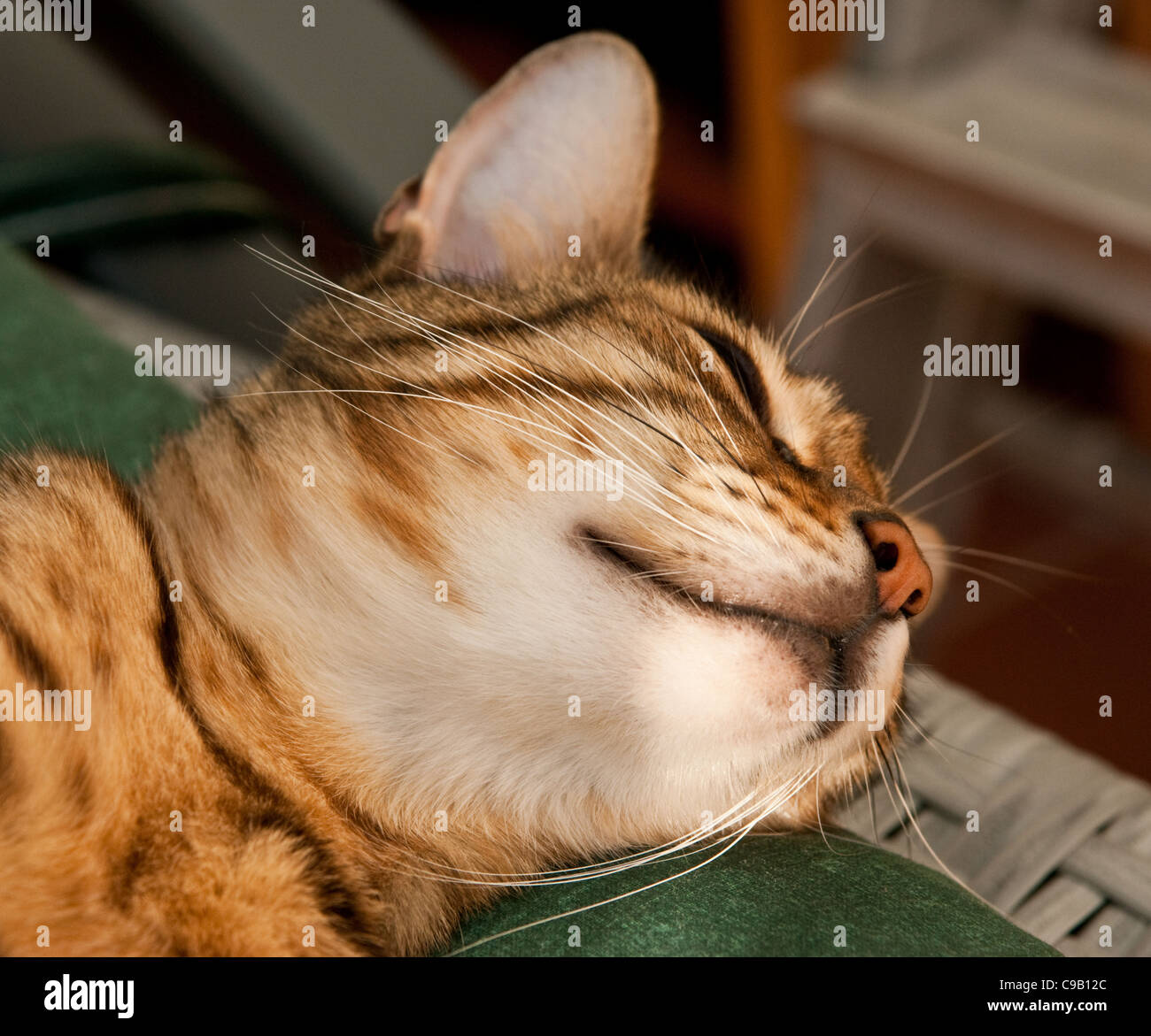 Smiley cat hi-res stock photography and images - Alamy