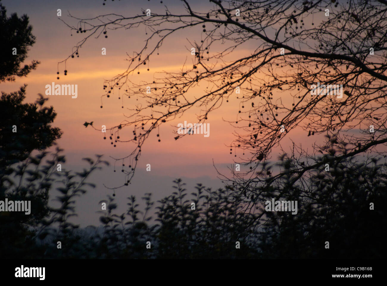 View of the evening sky at sunset through the branches of trees Stock ...