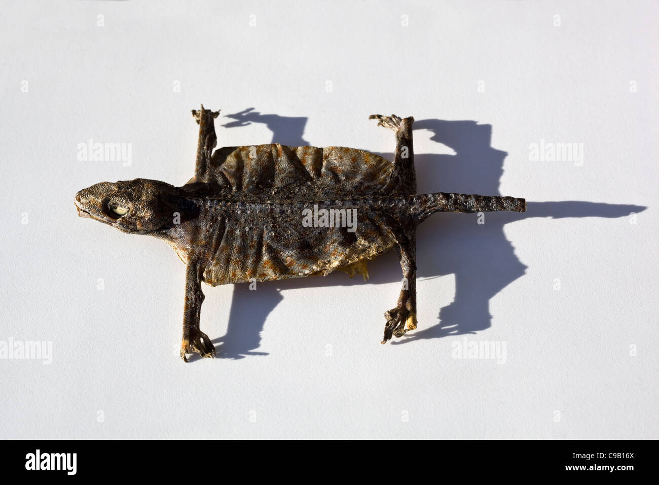 Dried Lizard sold as ingredient for medicinal soup - An example of the ...