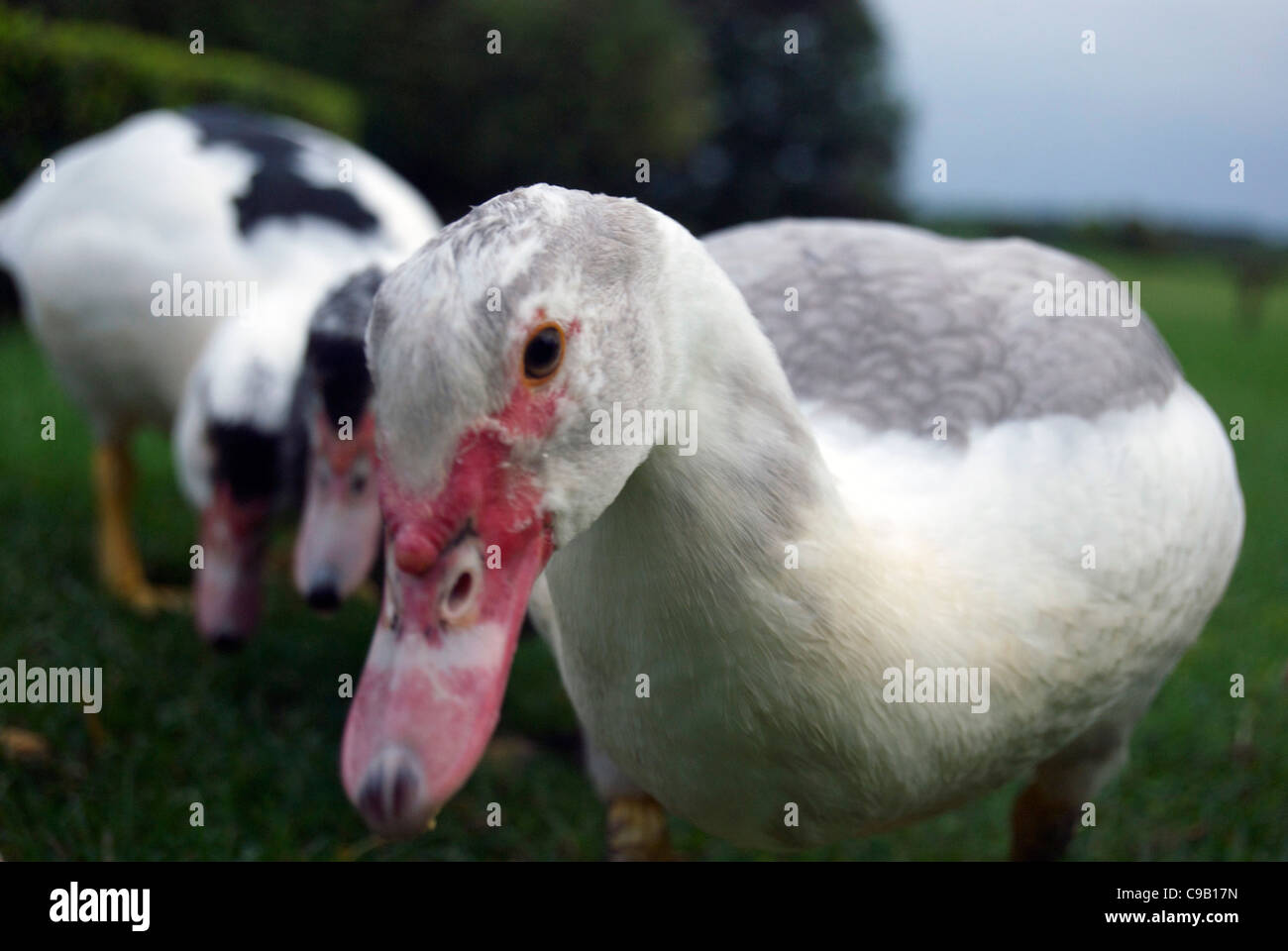 close up view of a Muscovy duck looking at the camera Stock Photo - Alamy