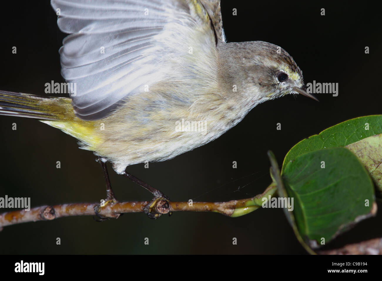 North American Warblers Palm Warbler Stock Photo - Alamy