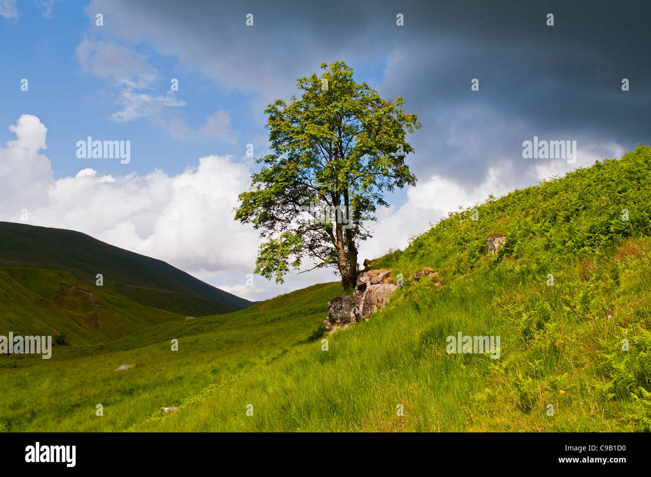 ROWAN TREE ABOVE DOLLAR GLEN NEAR DOLLAR CLACKMANNON SCOTLAND Stock ...