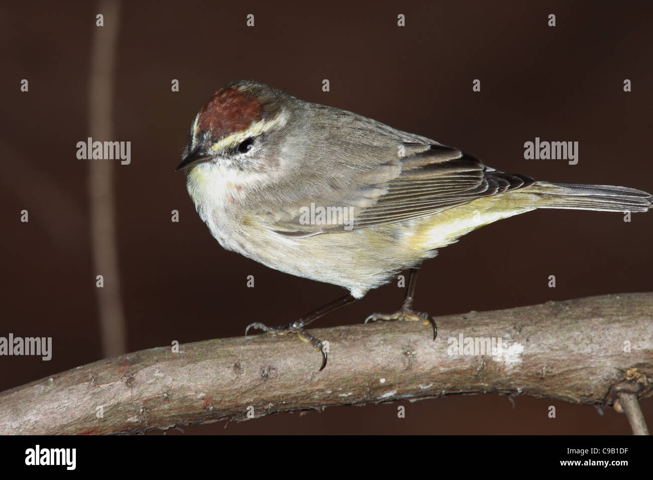 North american warbler hi-res stock photography and images - Alamy