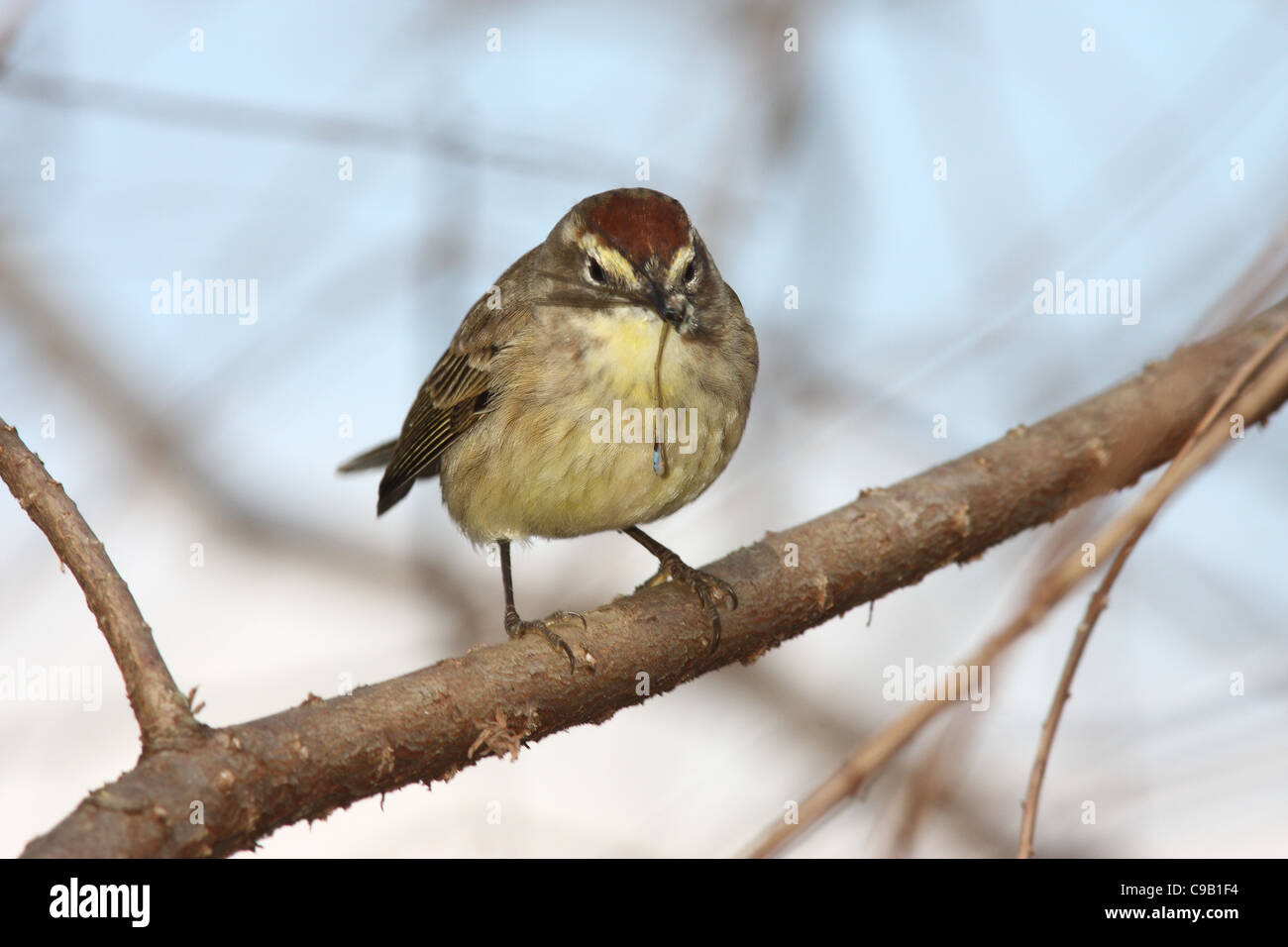 North American Warblers Palm Warbler Stock Photo - Alamy