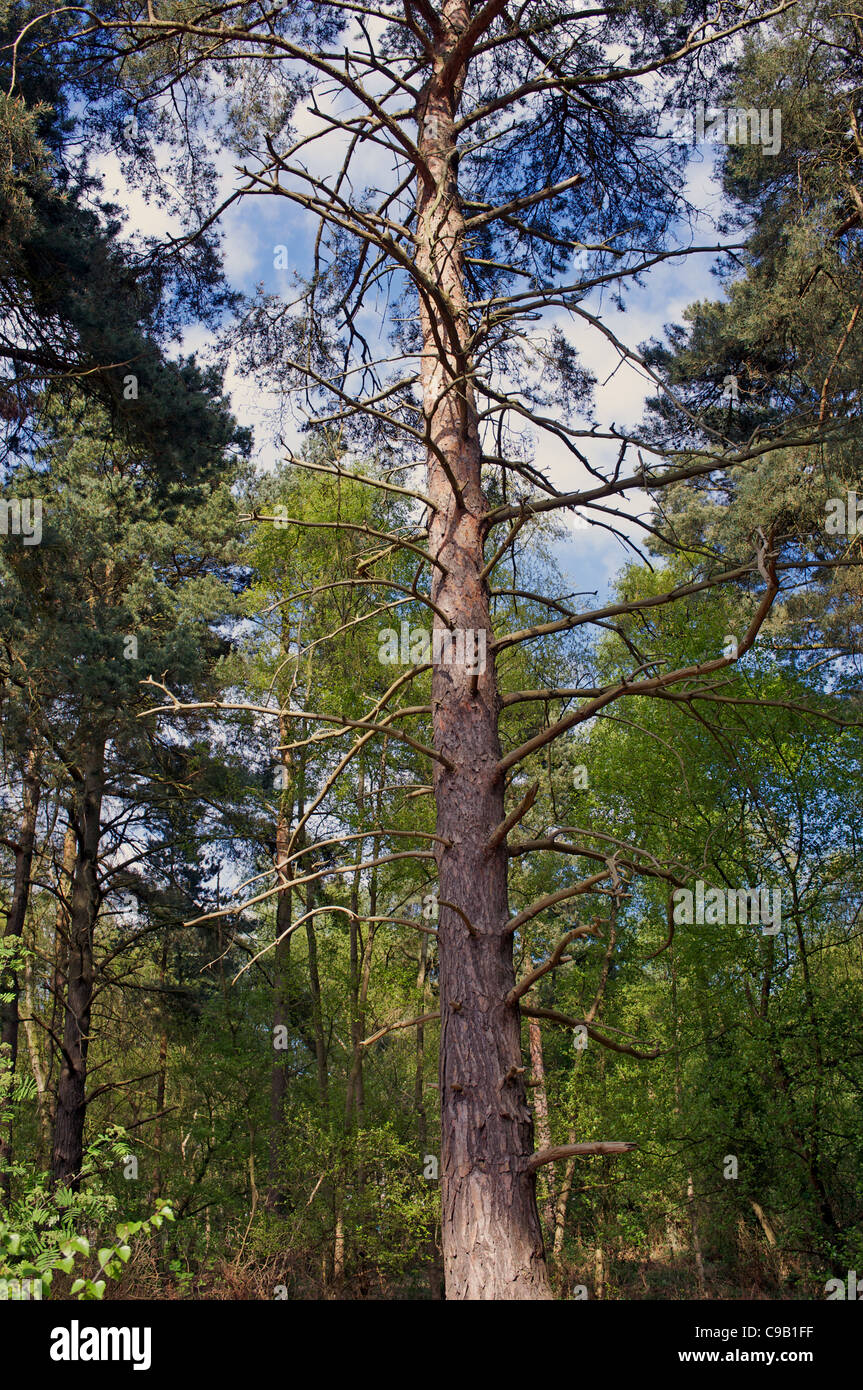 Rendlesham forest Suffolk UK Stock Photo - Alamy
