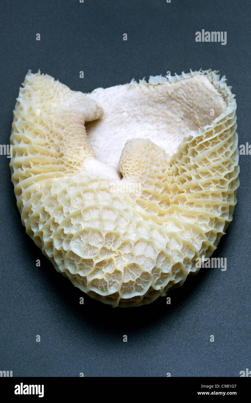 Stomach lining hi-res stock photography and images - Alamy