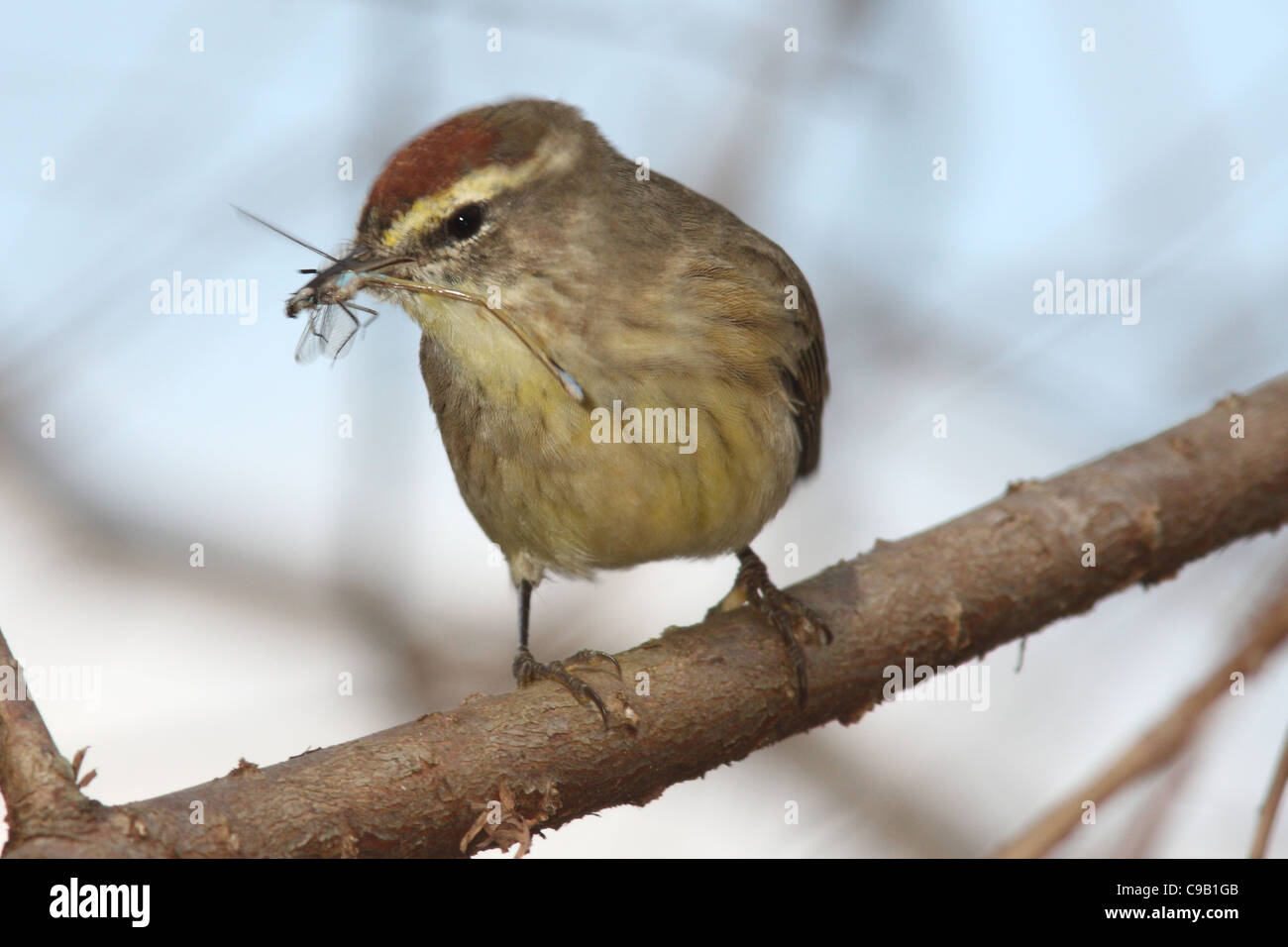 North American Warblers Palm Warbler Stock Photo - Alamy