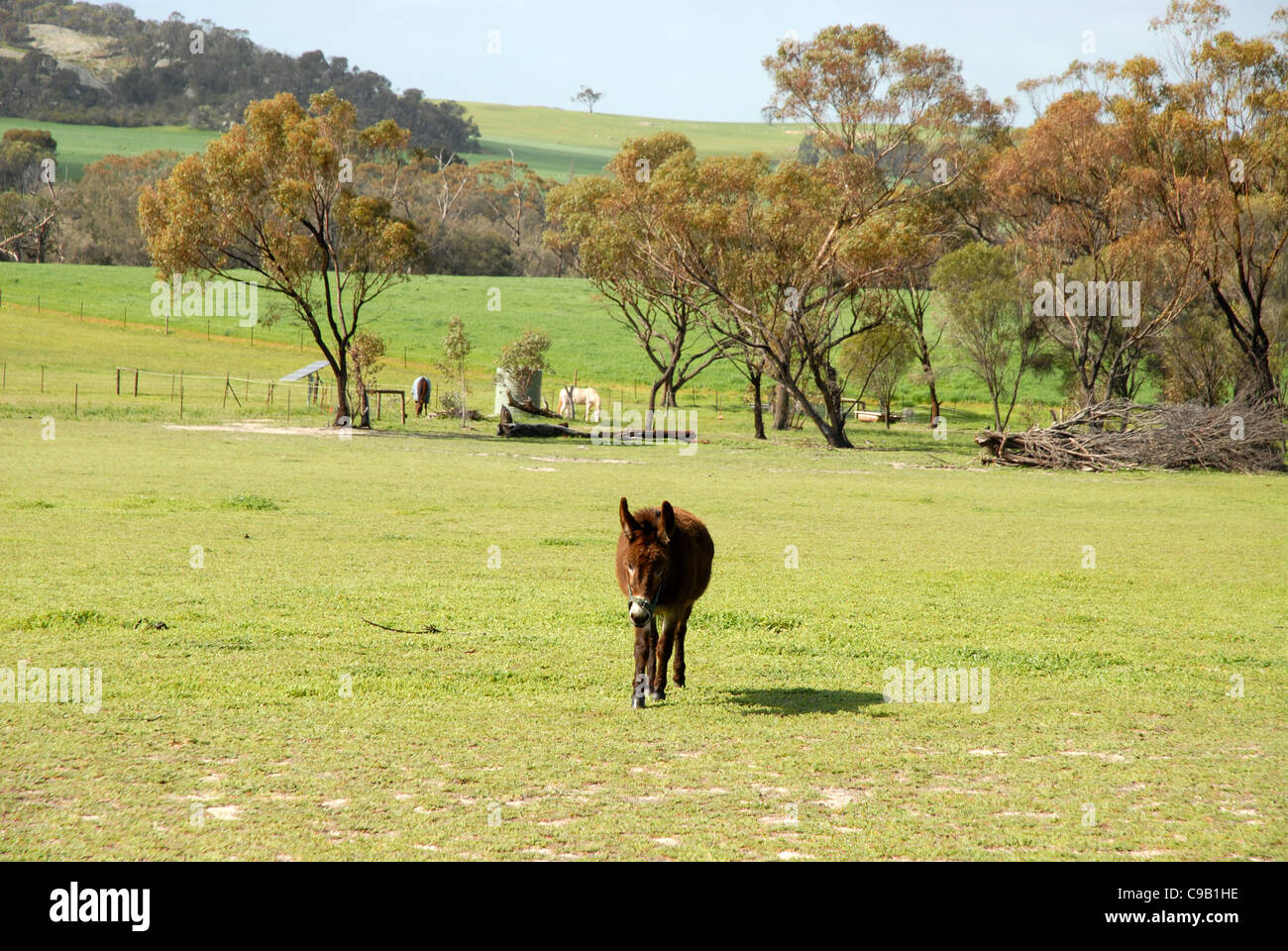 Donkey walking towards camera hi-res stock photography and images - Alamy