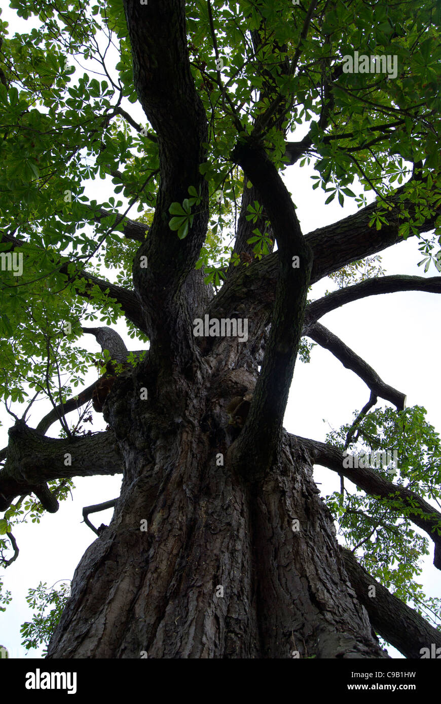 Looking up the trunk of a horse chestnut tree Stock Photo - Alamy