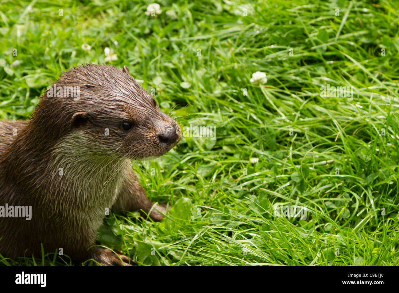 Captive otter at the British Wildlife Centre UK Stock Photo - Alamy