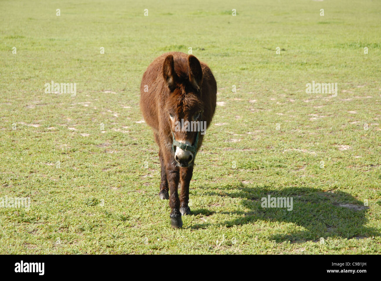 donkey in a field Stock Photo - Alamy