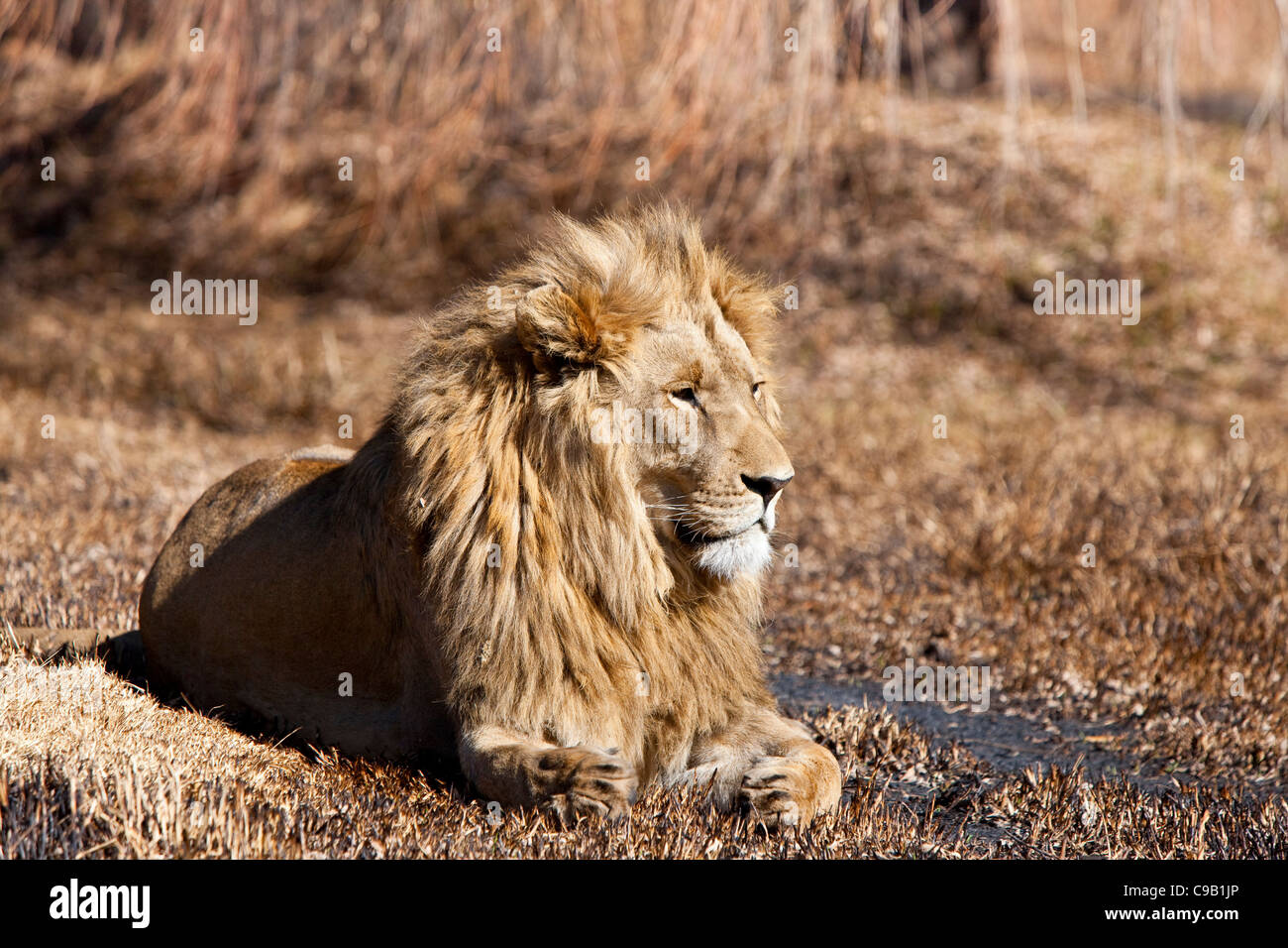 Male Lion ( Panthera leo Stock Photo - Alamy
