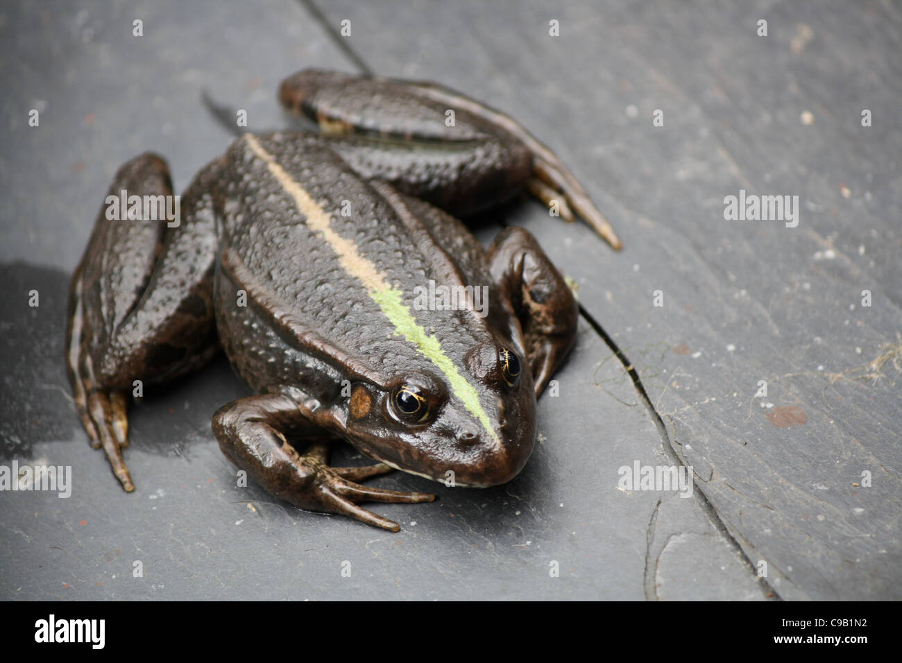 Ground floor garden hi-res stock photography and images - Alamy