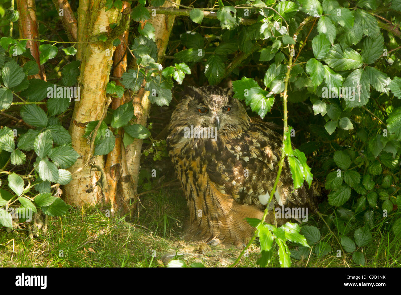 British wildlife centre surrey uk hi-res stock photography and images ...