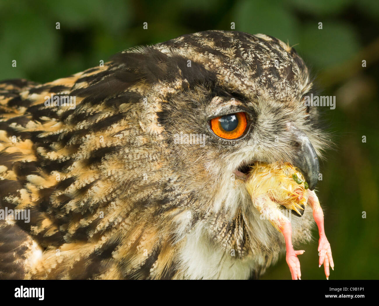 Captive (Eurasian) Eagle Owl at the British Wildlife Centre Surrey UK ...