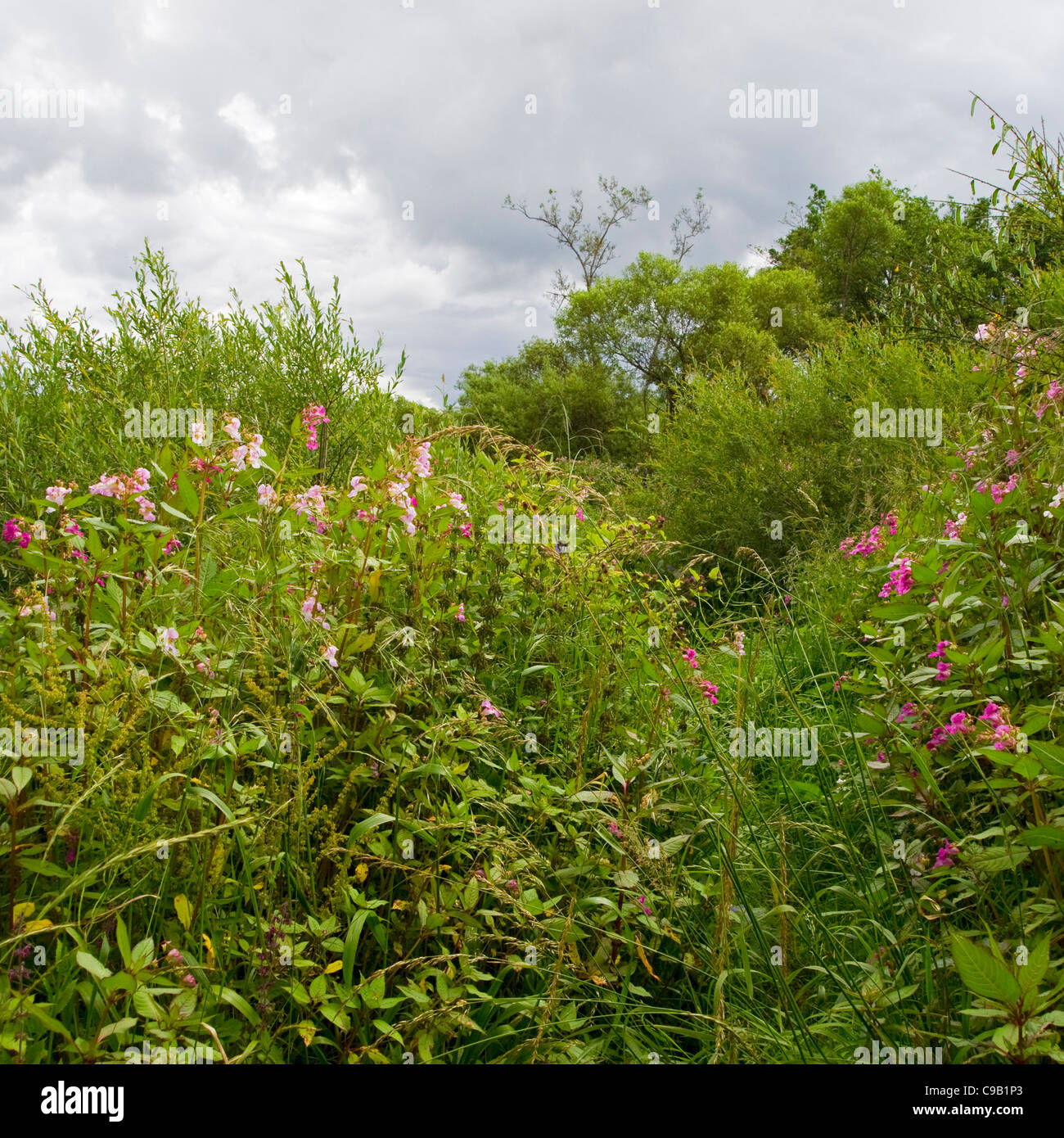 SUMMER THICKET WITH FLOWERS AND TREES Stock Photo - Alamy