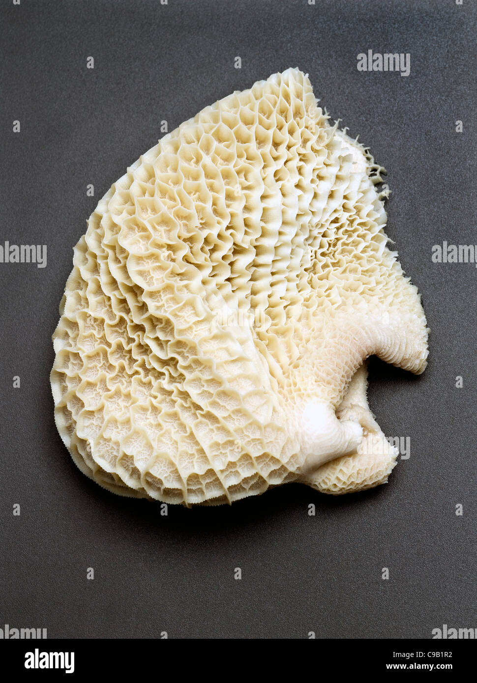 Strange animals hi-res stock photography and images - Alamy