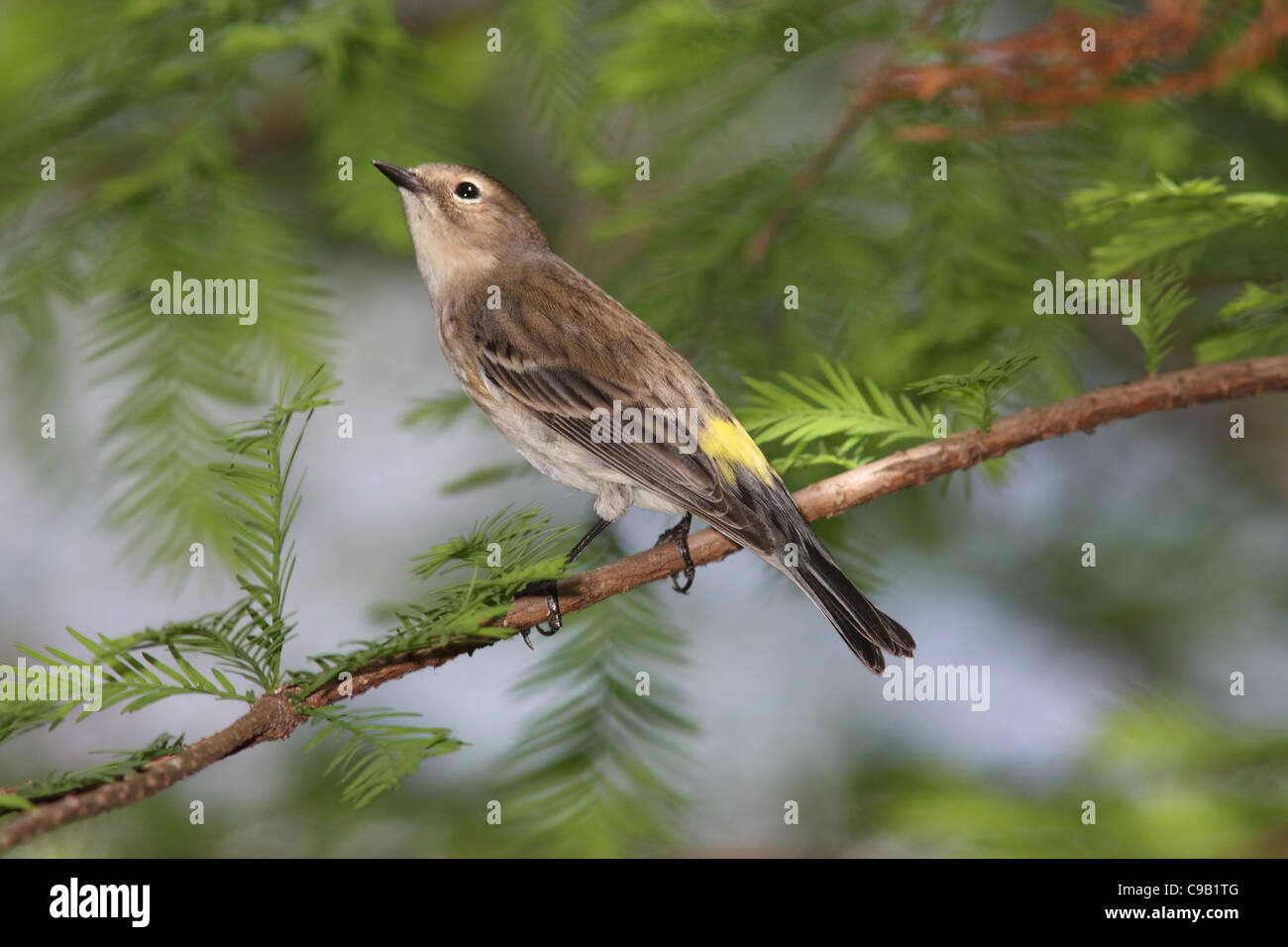 North American Warblers Palm Warbler Stock Photo - Alamy