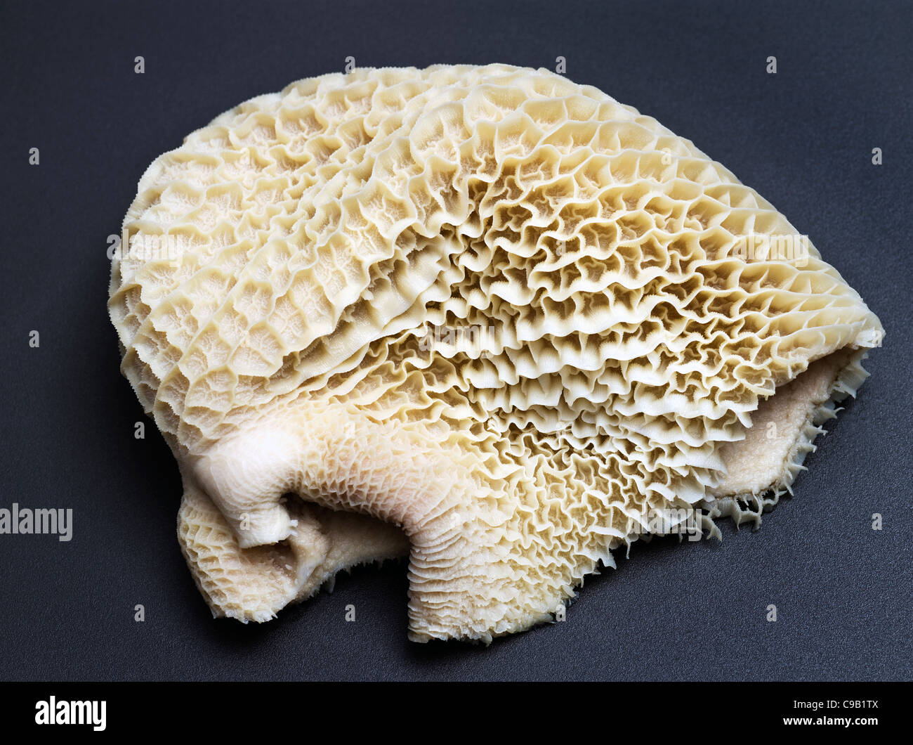 Stomach lining hi-res stock photography and images - Alamy