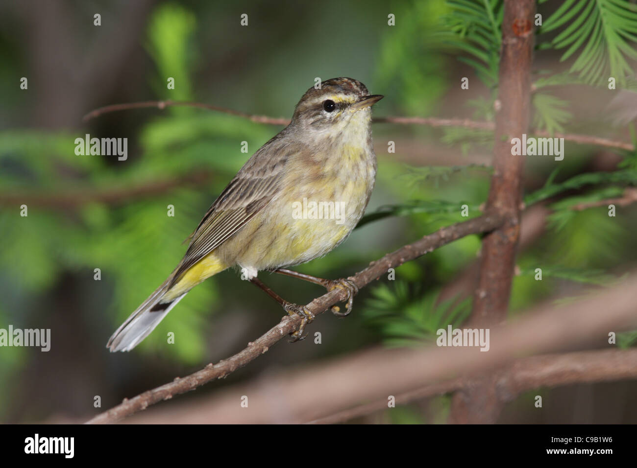 North American Warblers Palm Warbler Stock Photo - Alamy