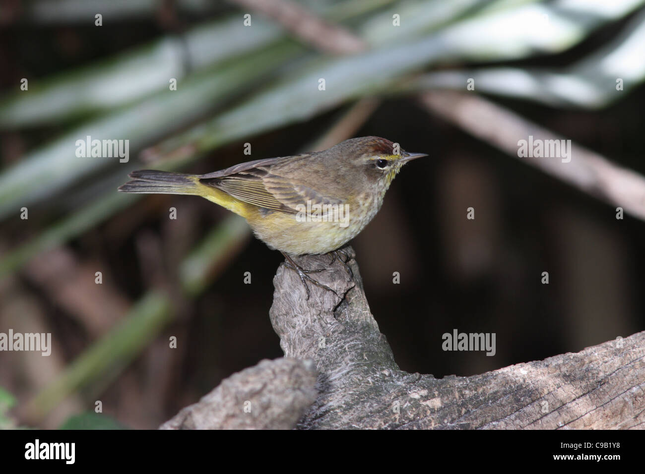 North American Warblers Palm Warbler Stock Photo - Alamy
