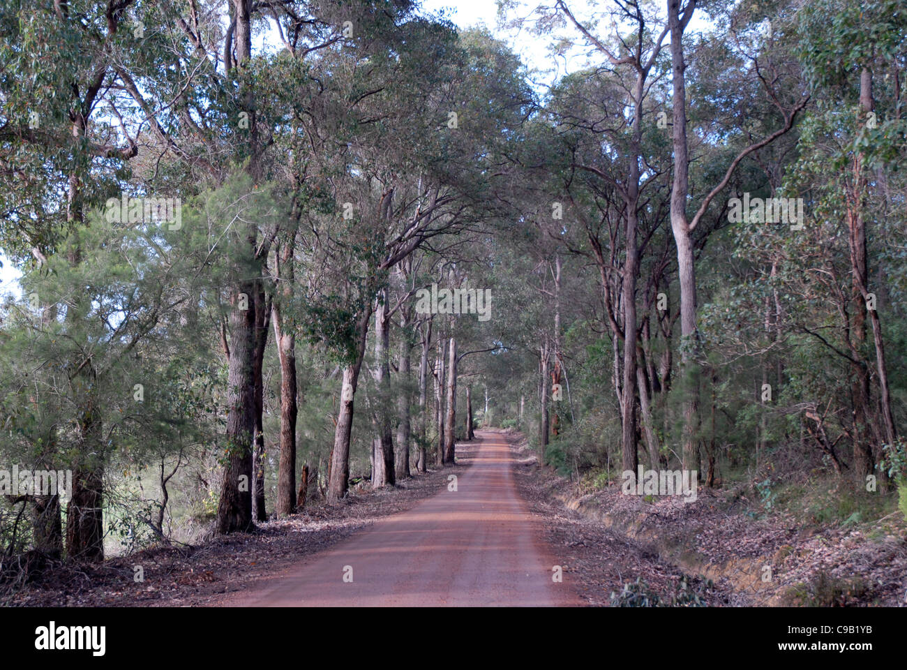 dirt road through forest, Denmark, Western Australia, Australia Stock ...