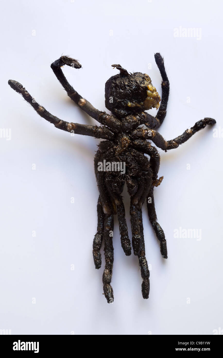 Stir Fried Tarantula Spider as sold at street food market in Cambodia ...