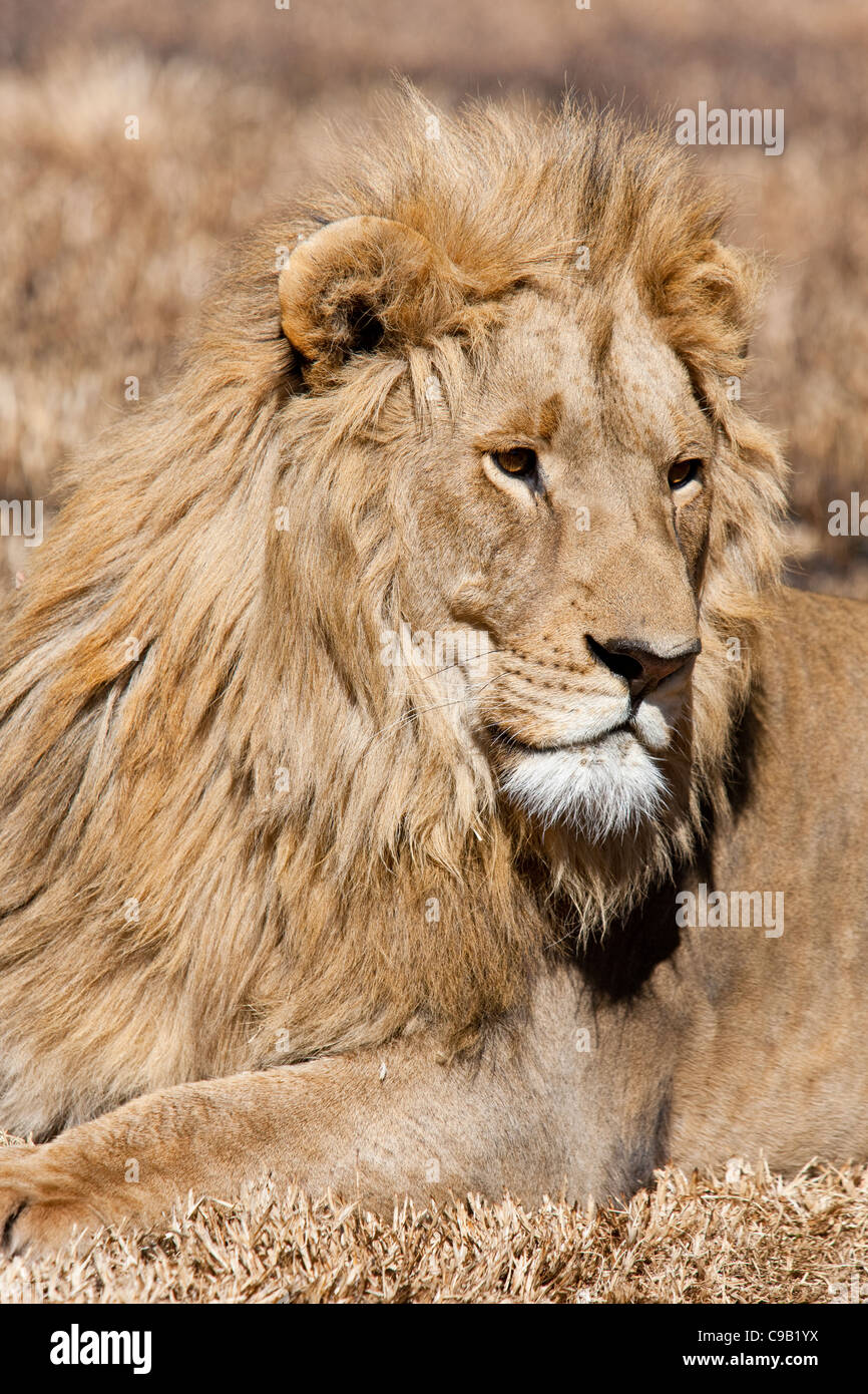 Male lion panthera leo hi-res stock photography and images - Alamy