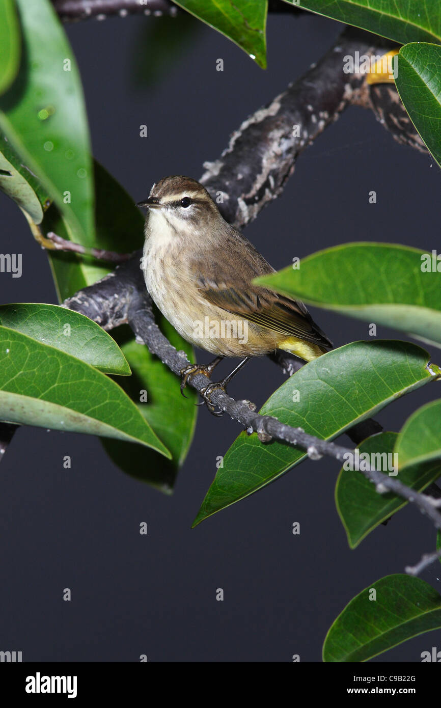 North American Warblers Palm Warbler Stock Photo - Alamy