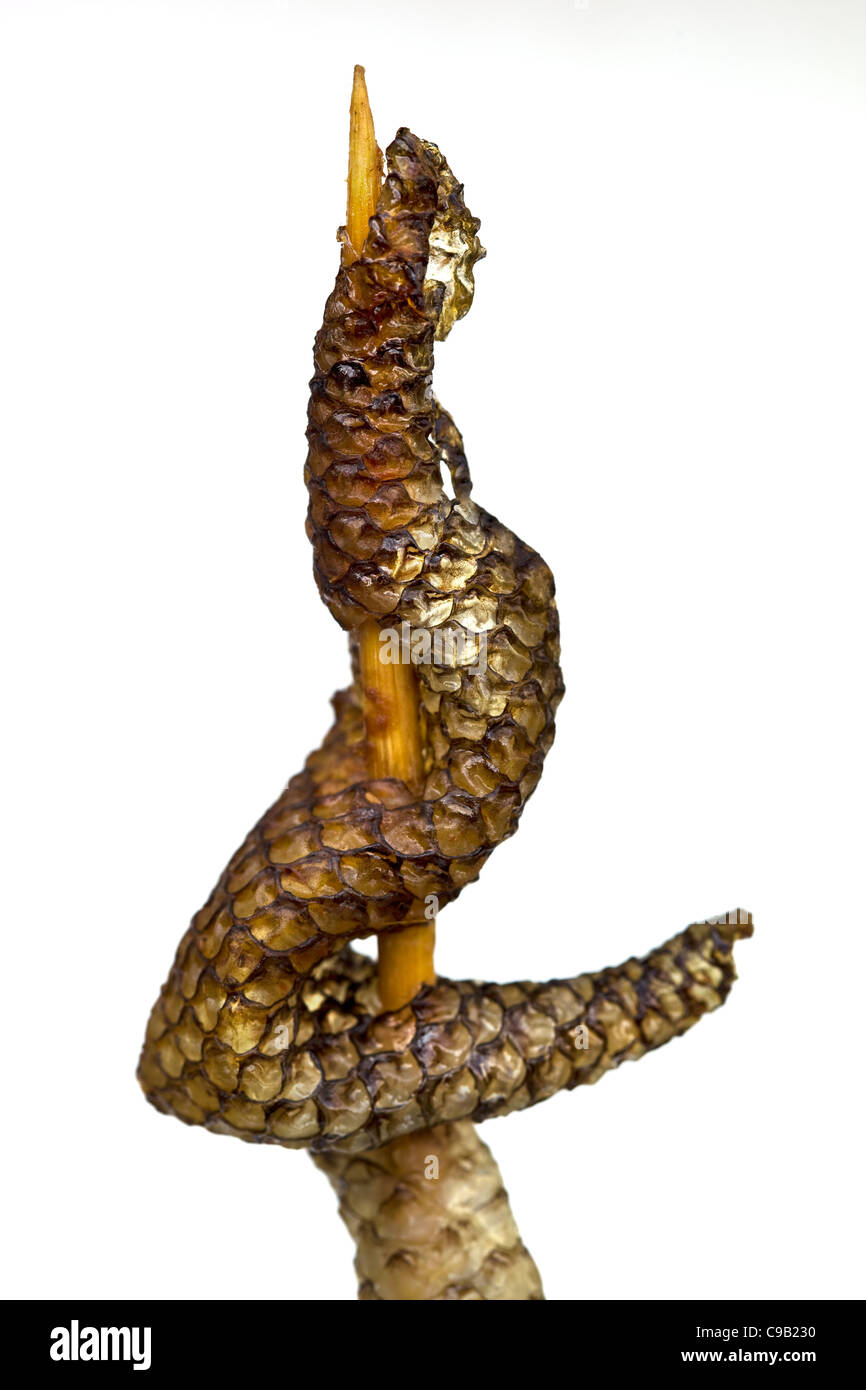 Cooked Snake on sale at Wangfujing Night Market Beijing - An example of ...