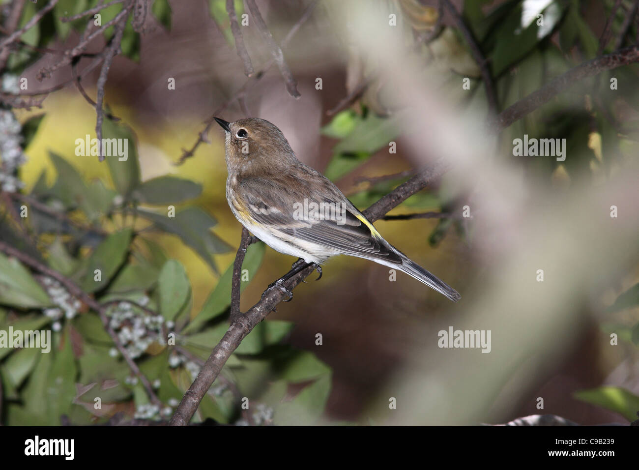North American Warblers Palm Warbler Stock Photo - Alamy