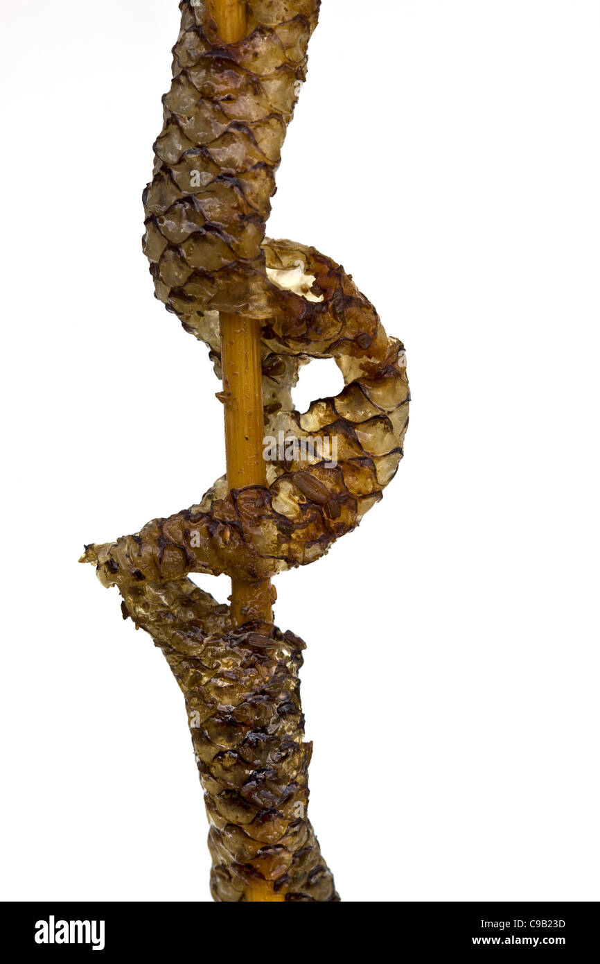 Fried snake skin snack as sold at street food market in Beijing China ...