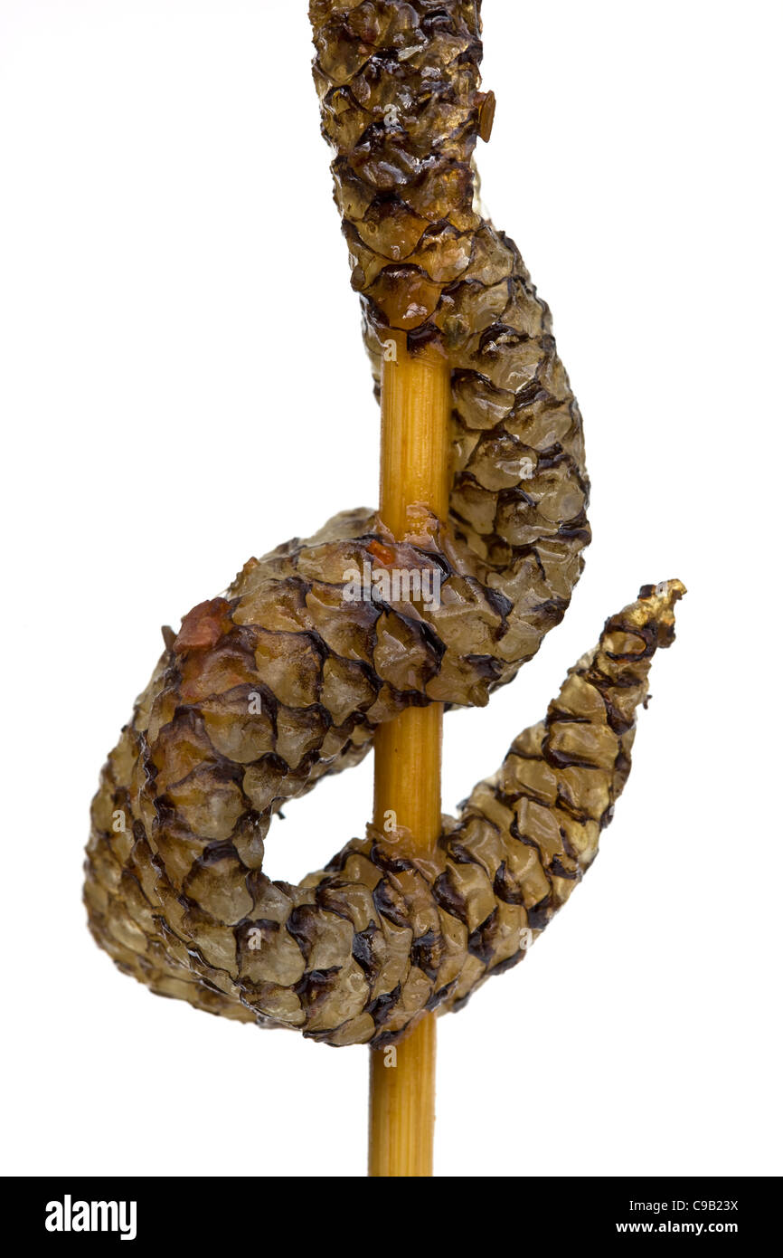Weird exotic chinese food on hi-res stock photography and images - Alamy