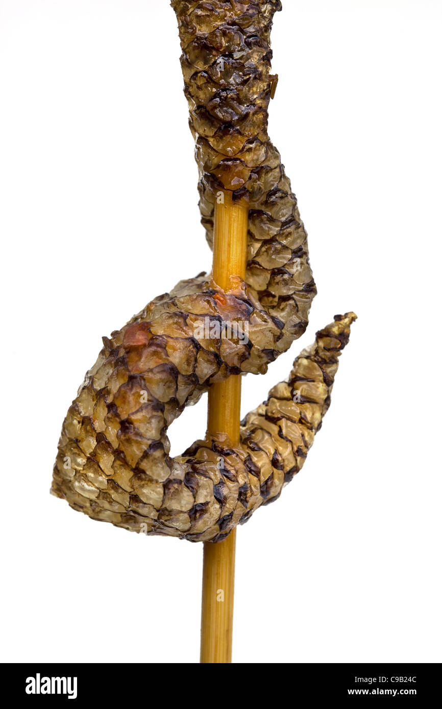 Cooked Snake on sale at Wangfujing Night Market Beijing - An example of ...