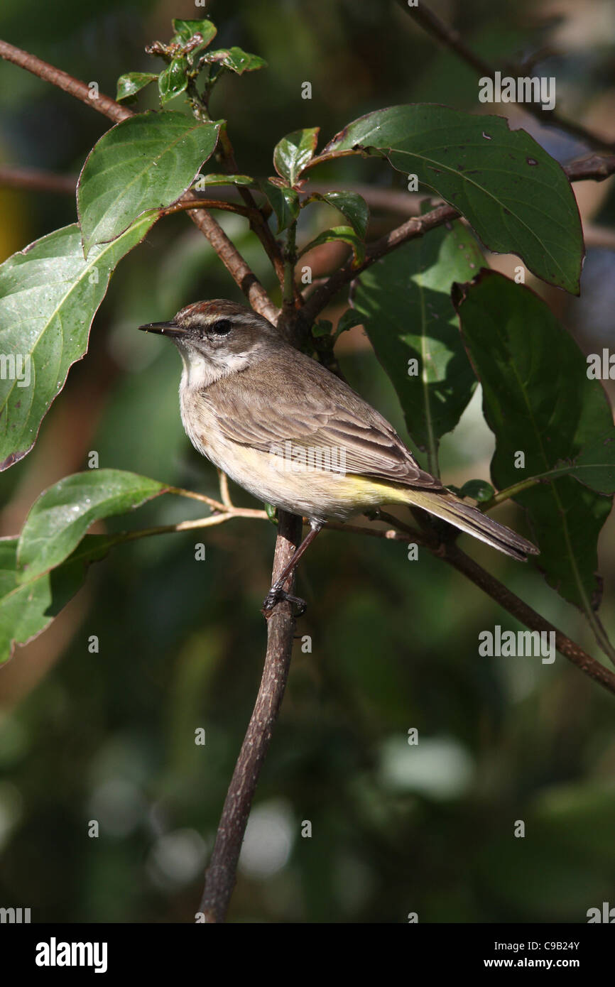 North American Warblers Palm Warbler Stock Photo - Alamy