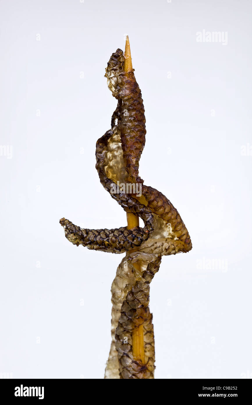 Cooked Snake on sale at Wangfujing Night Market Beijing - An example of ...