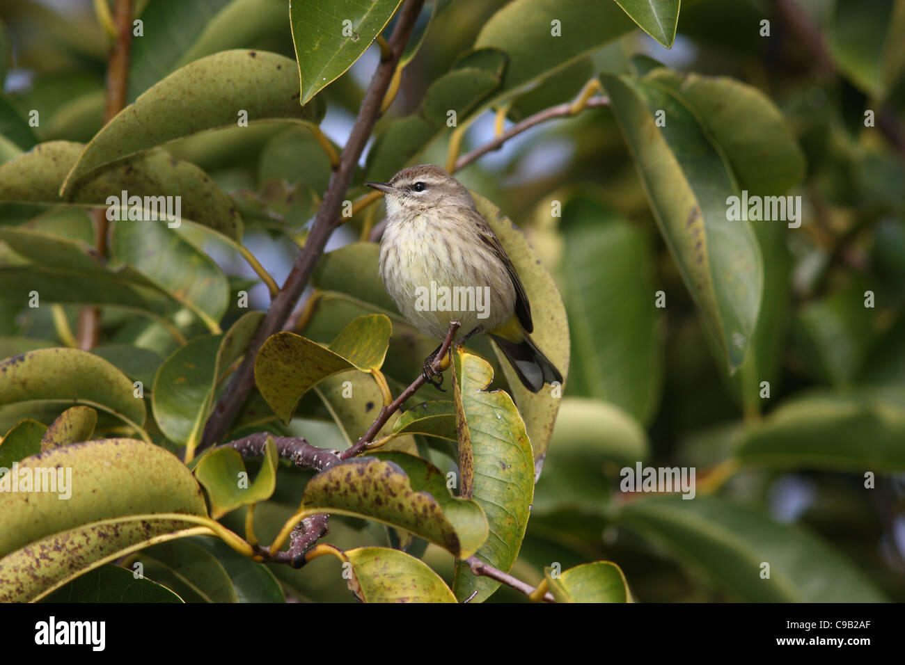 North American Warblers Palm Warbler Stock Photo - Alamy