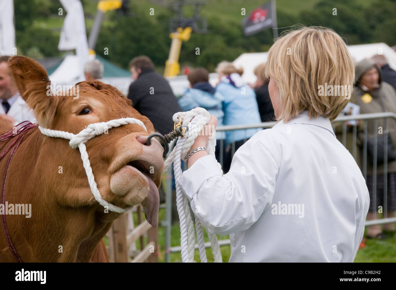 Limousin cattle competitor (heifer tongue out ) & parade ring handler ...