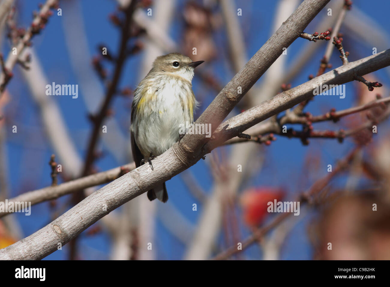 North American Warblers Palm Warbler Stock Photo - Alamy